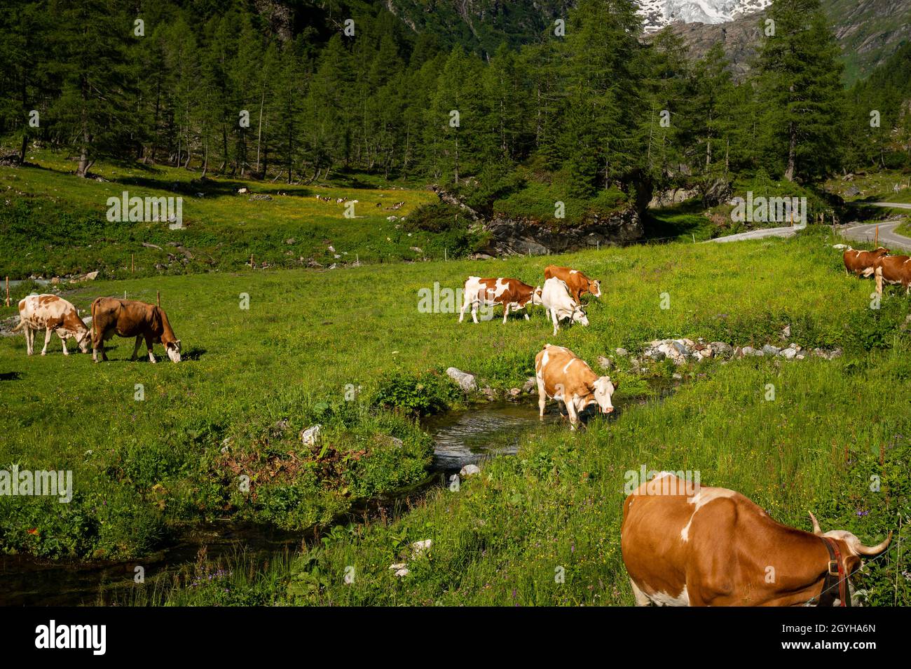 Brown cows grazing on a green pasture, small river, sunny day in summer ...