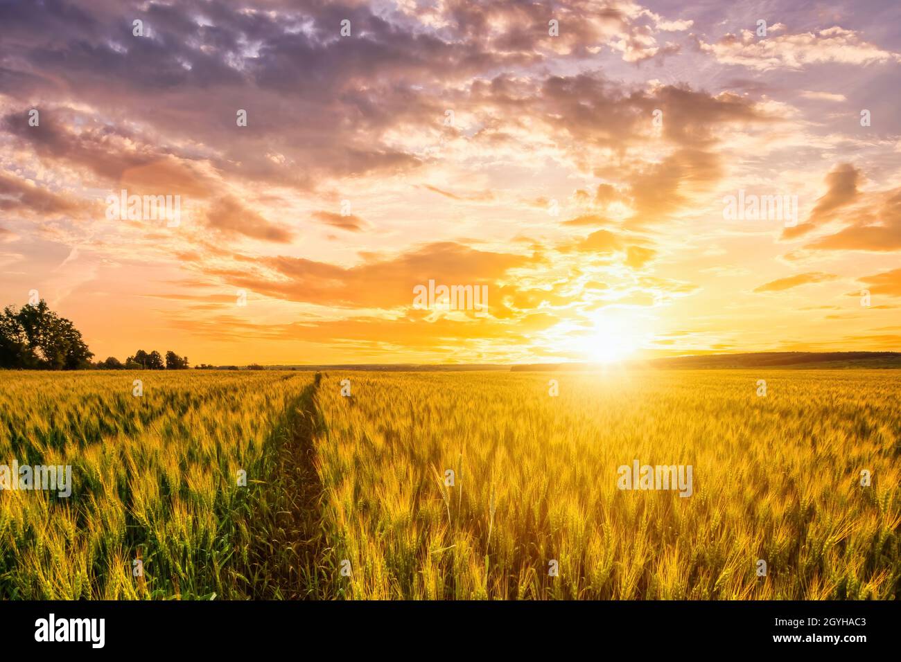 Sunset or sunrise on a rye field with golden ears and a dramatic cloudy ...