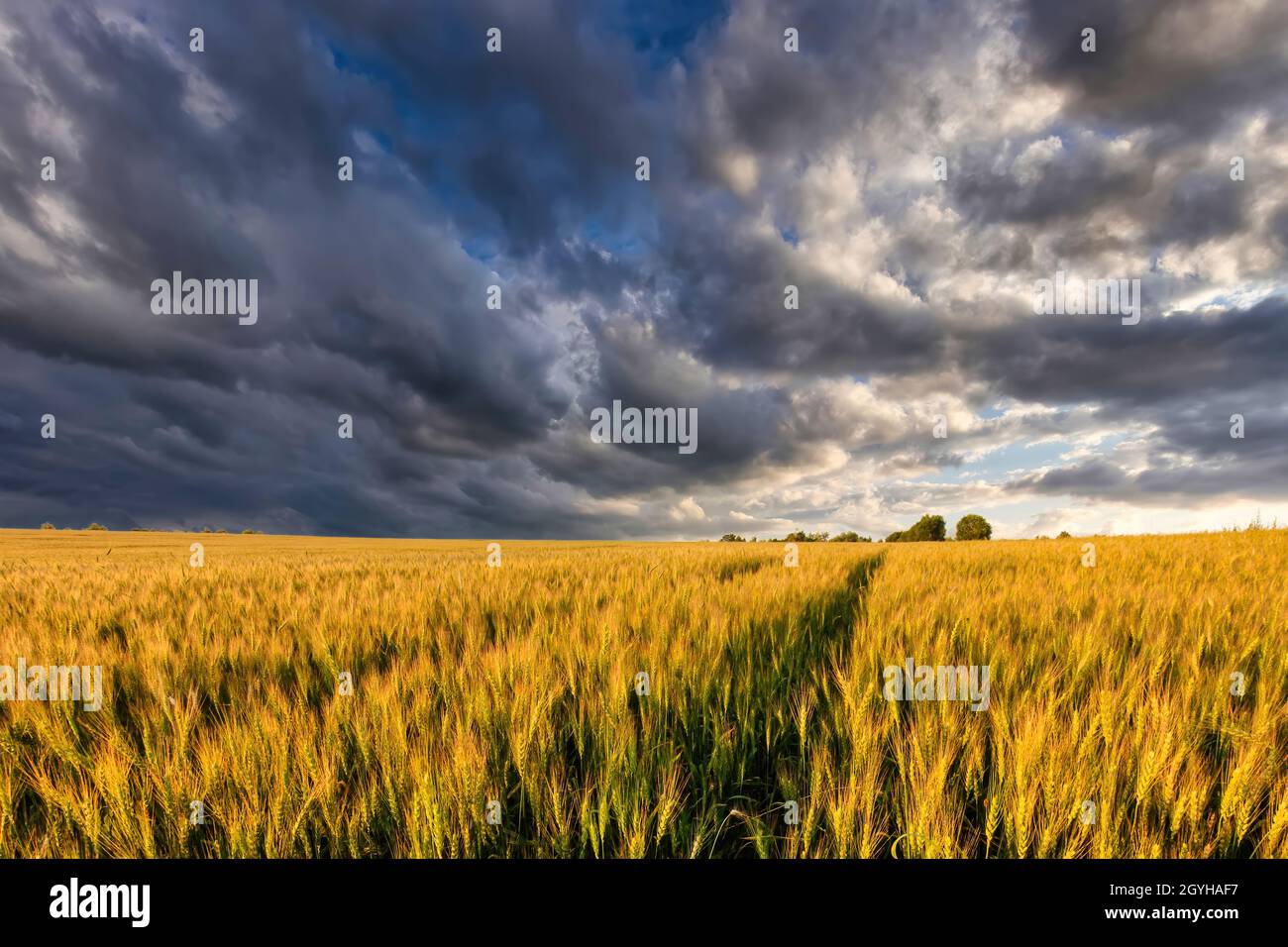Rye field with golden ears and a dramatic cloudy sky Stock Photo - Alamy