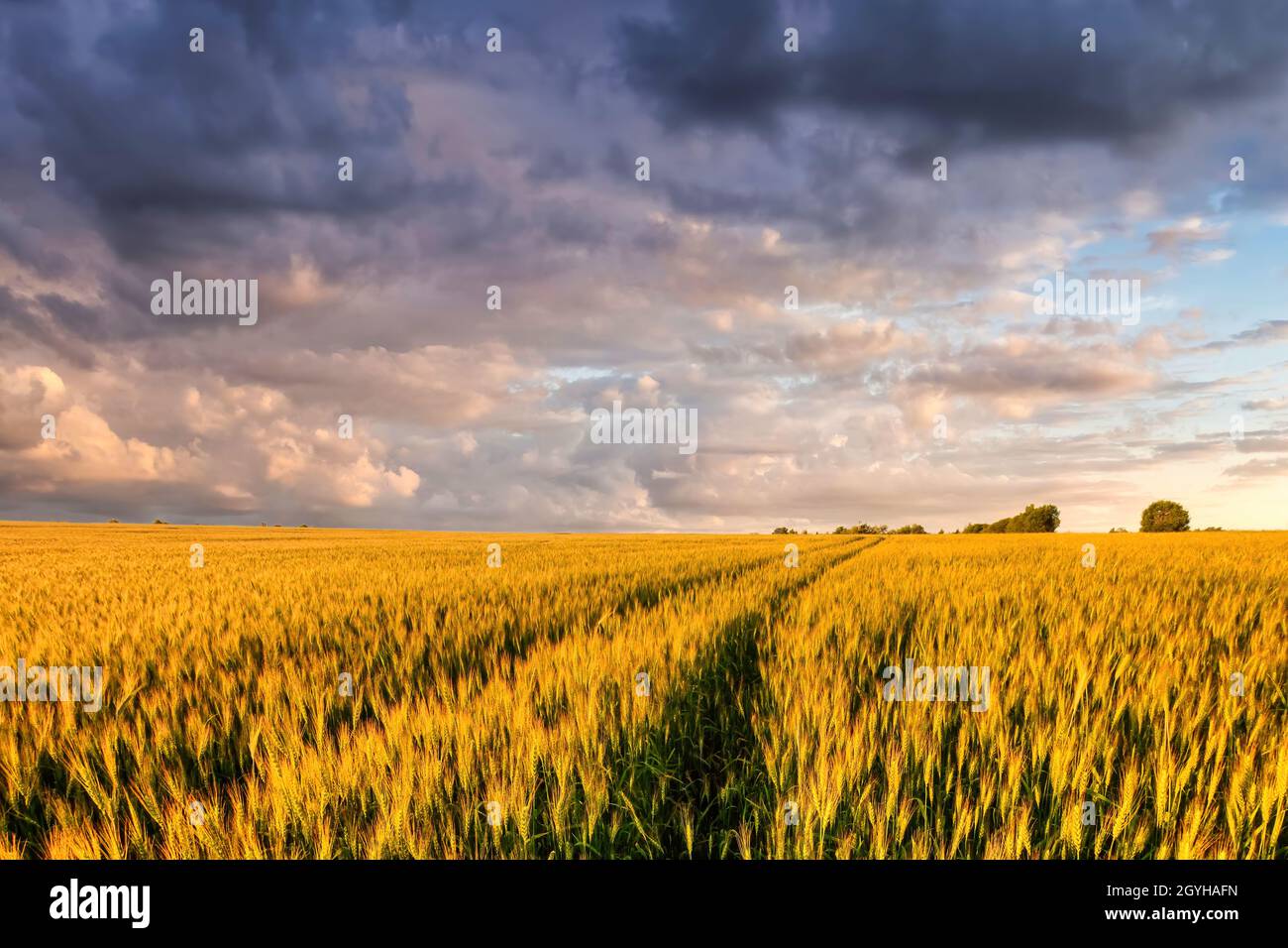 Rye field with golden ears and a dramatic cloudy sky Stock Photo - Alamy