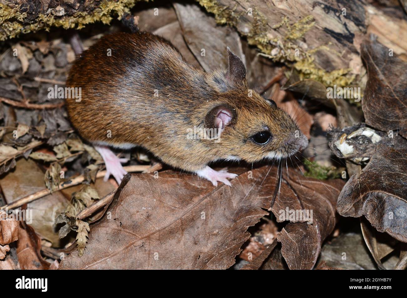 wood mouse apodemus sylvaticus Stock Photo - Alamy
