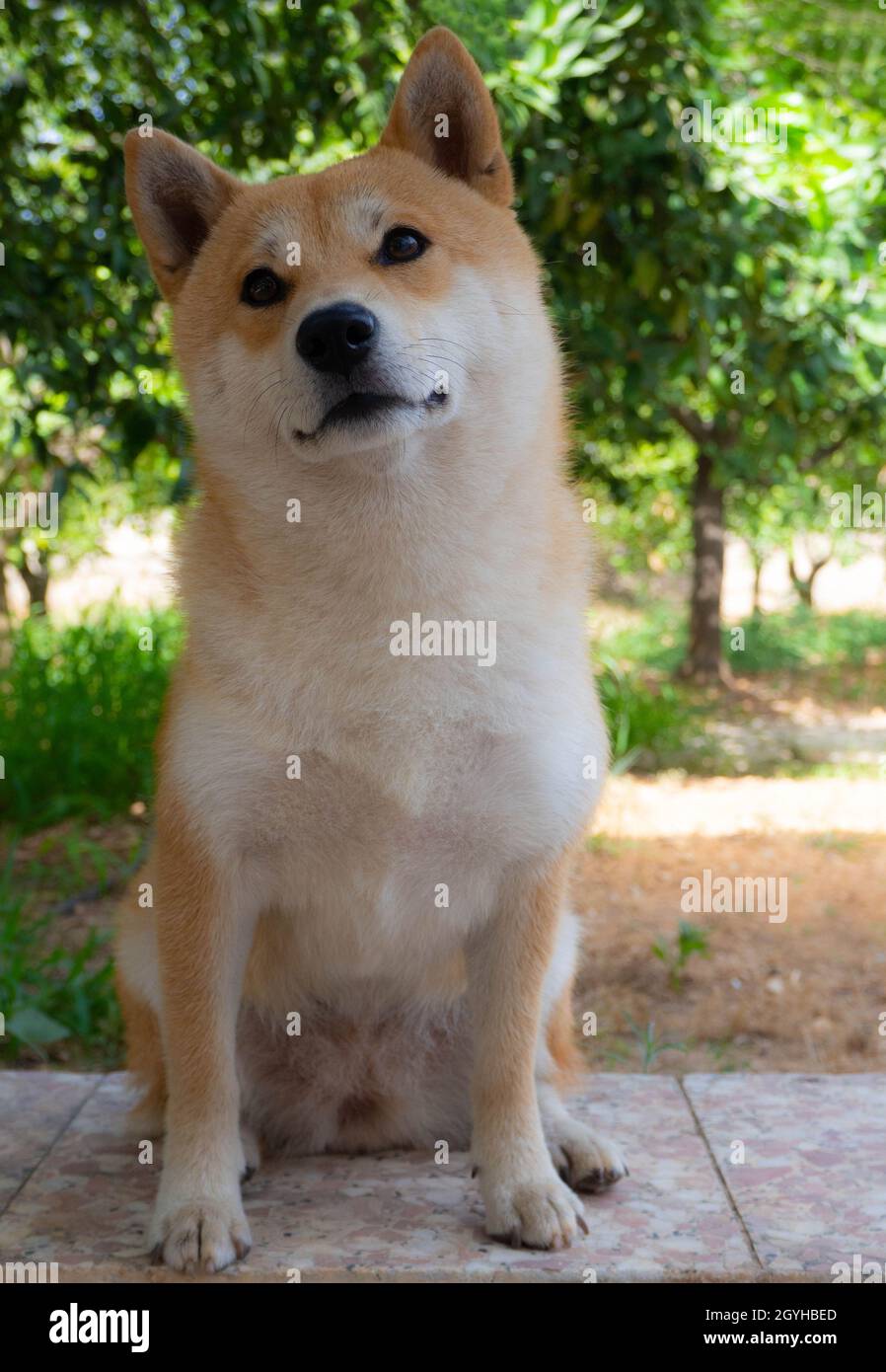 Shiba Inu puppy looks like a little fox Stock Photo - Alamy