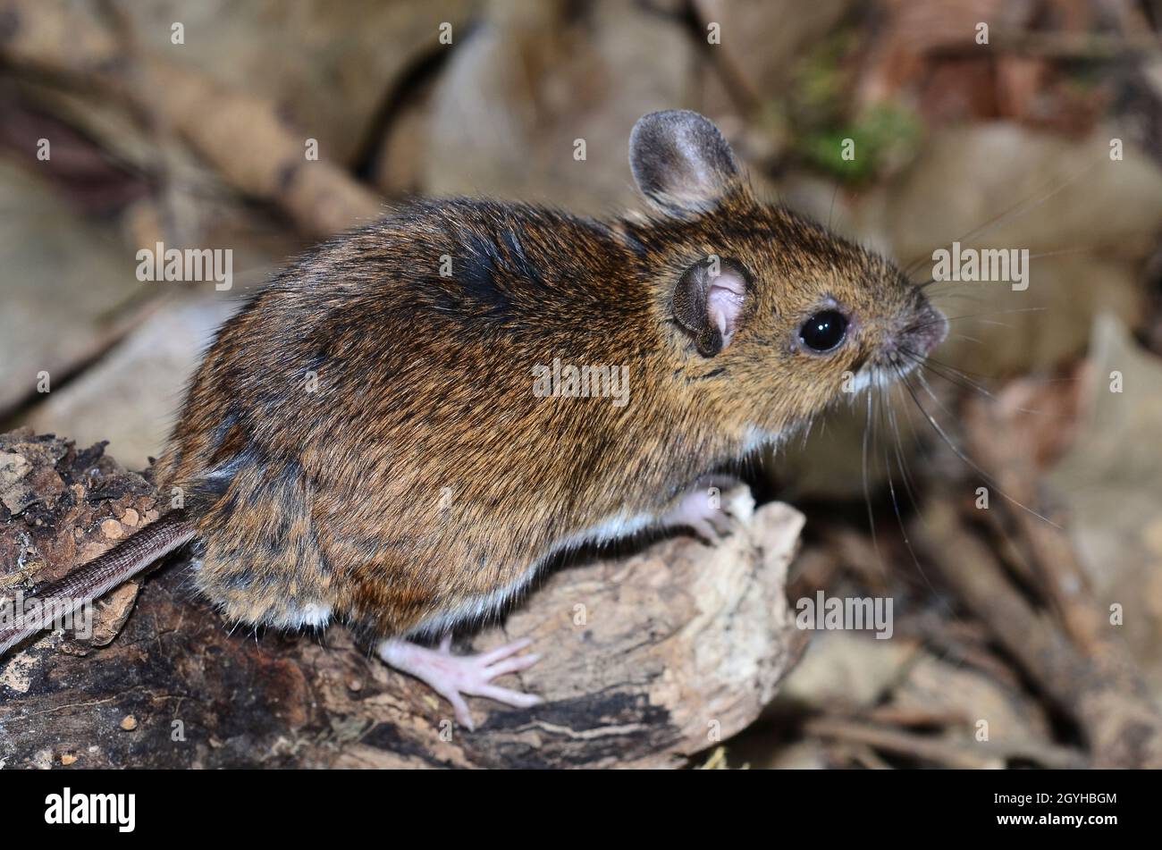 wood mouse apodemus sylvaticus Stock Photo - Alamy