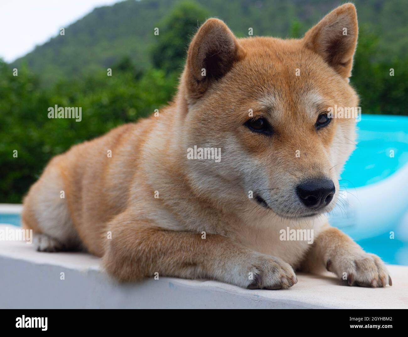 Shiba Inu puppy looks like a little fox Stock Photo - Alamy