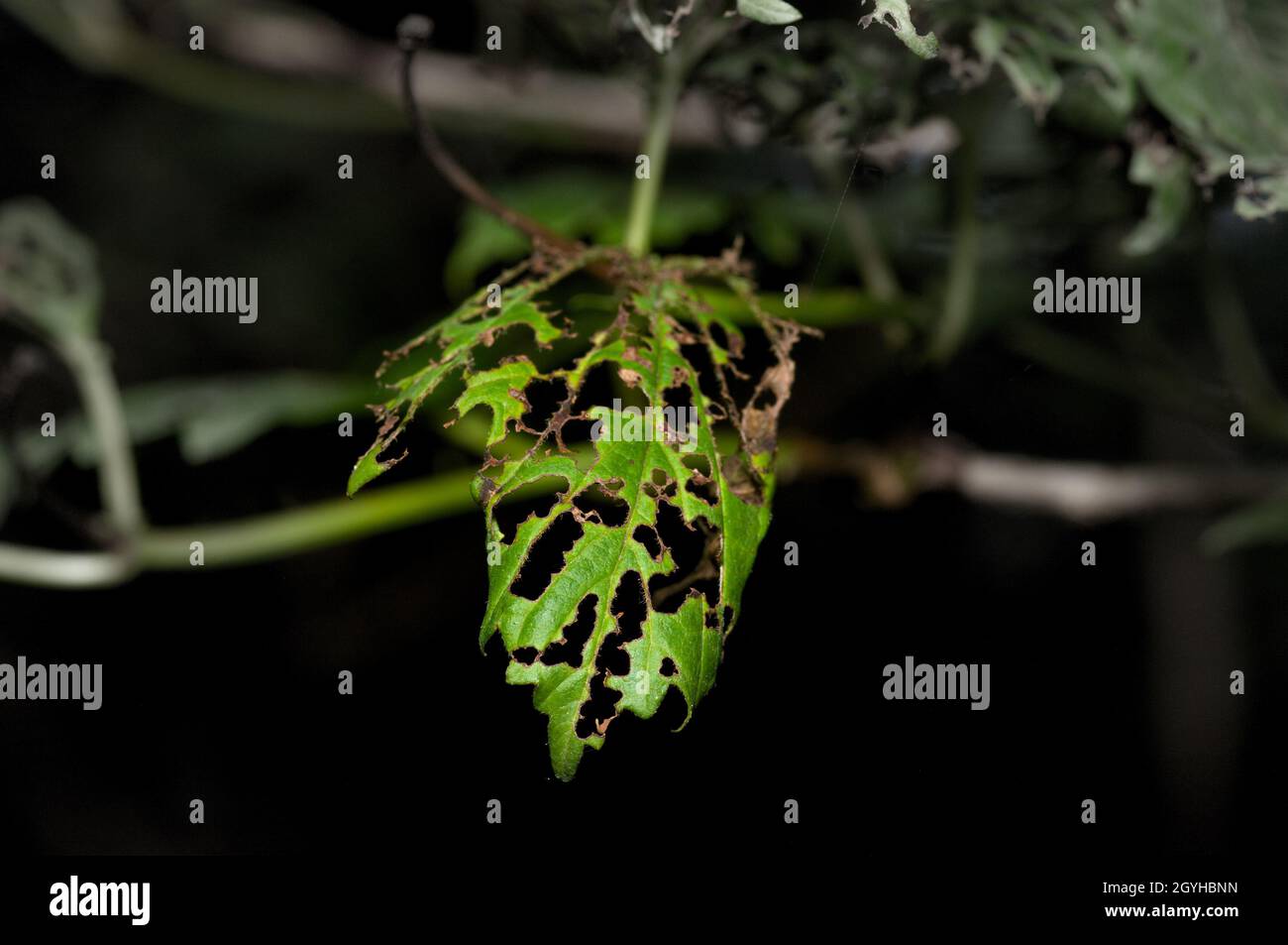 Bug eaten leaf Stock Photo - Alamy