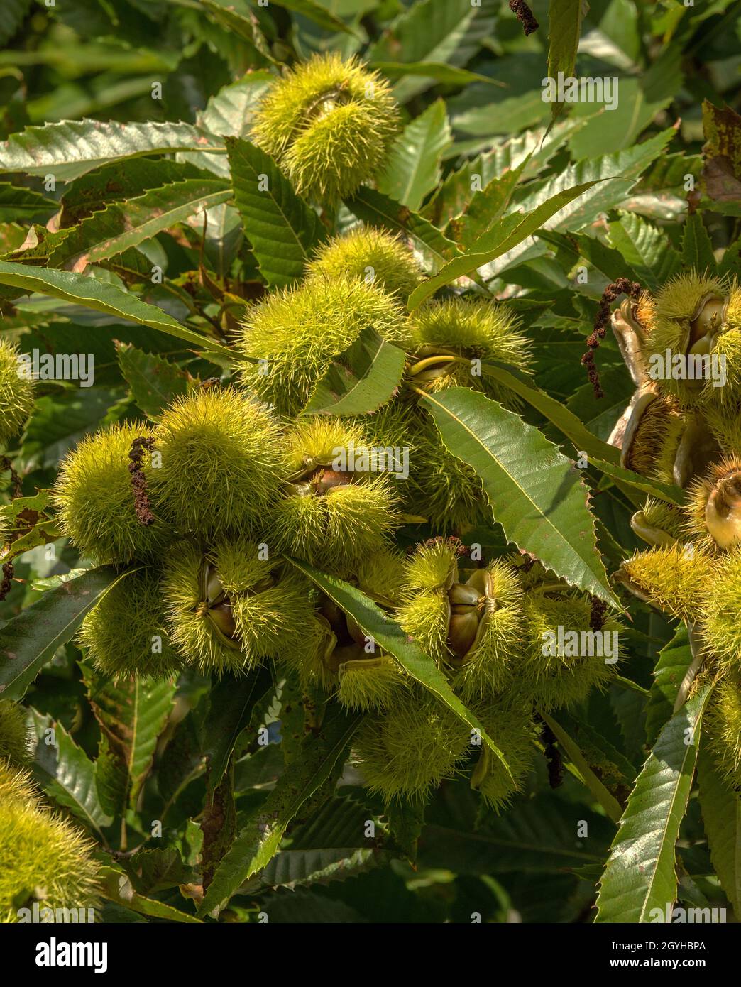 Hanging branch hi-res stock photography and images - Alamy