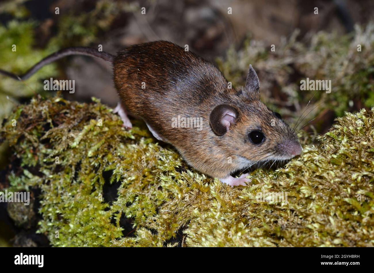 wood mouse apodemus sylvaticus Stock Photo - Alamy