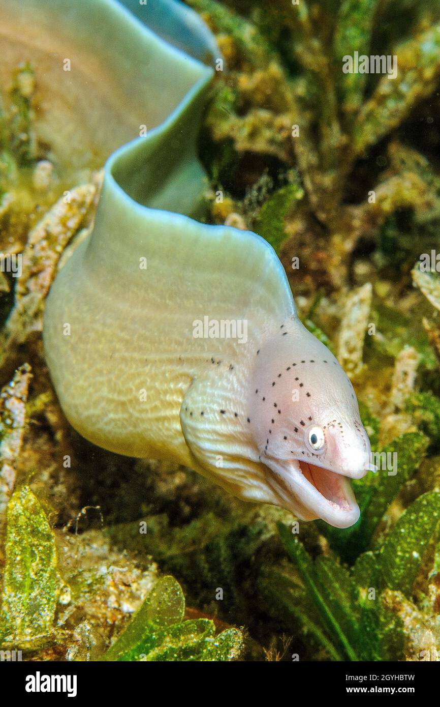 Graue Murane (Gymnothorax griseus), Rotes Meer, Aqaba, Jordanien, Asien ...