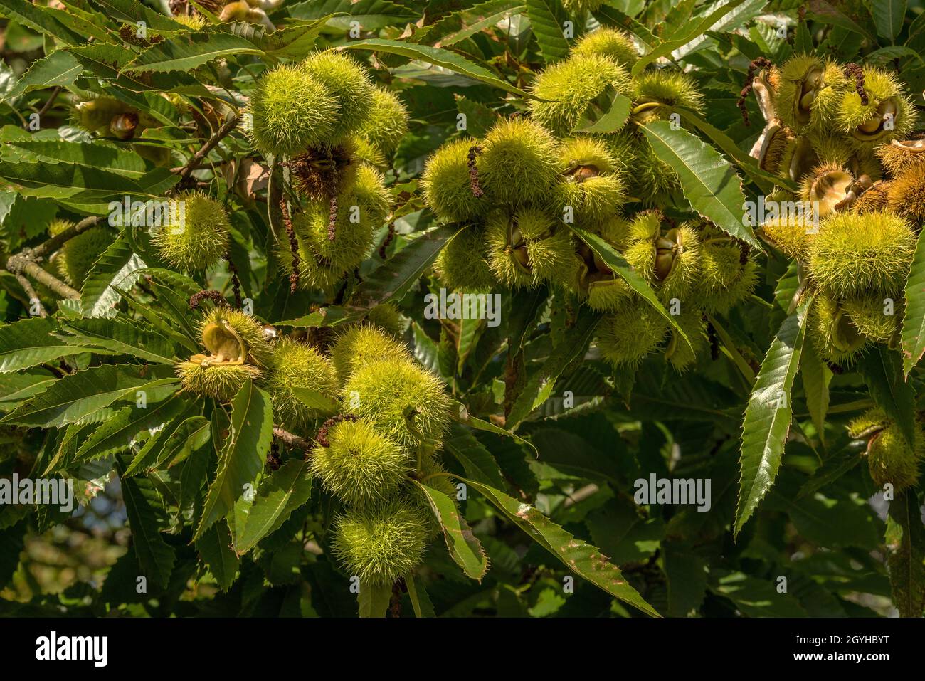 Castanea sativa fruit tree hi-res stock photography and images - Alamy