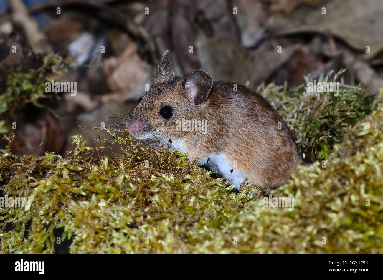 wood mouse apodemus sylvaticus Stock Photo - Alamy