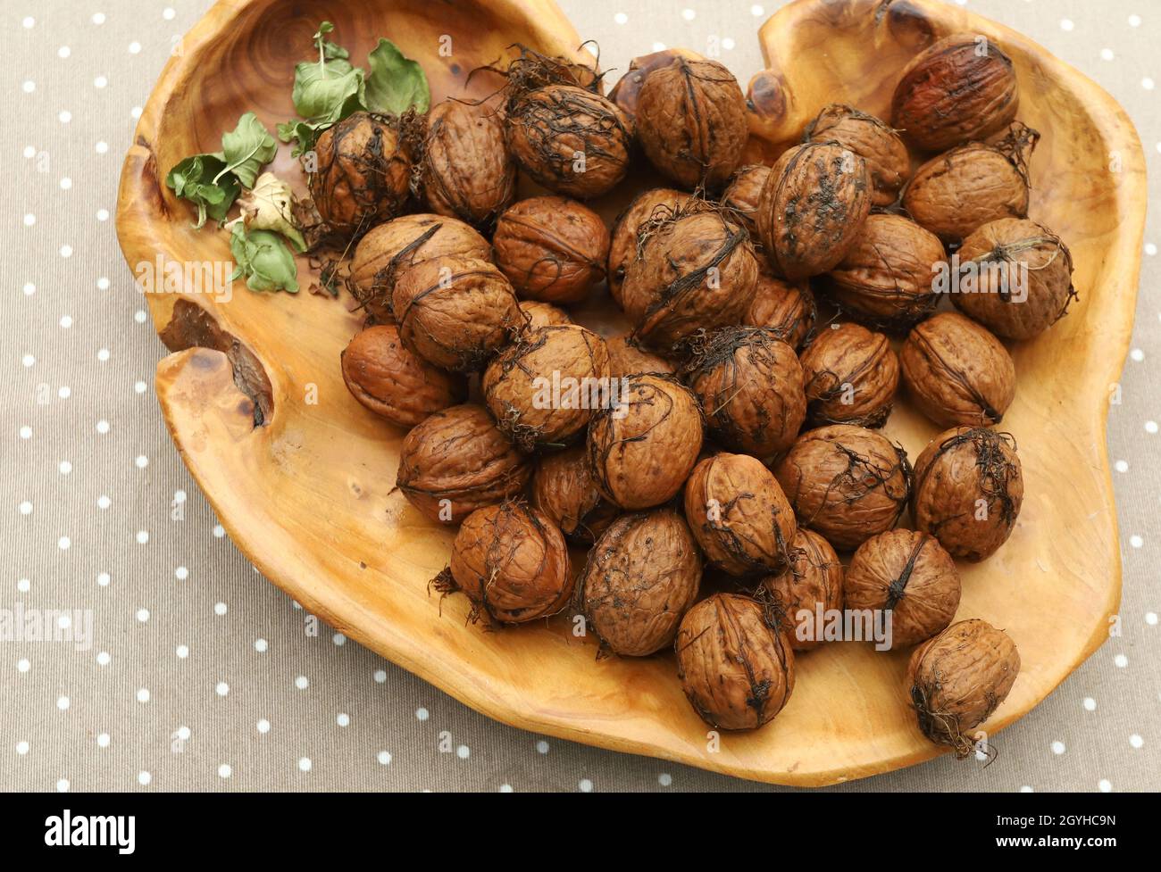 Fresh harvest walnuts with shells and water drops in wooden bowl ...