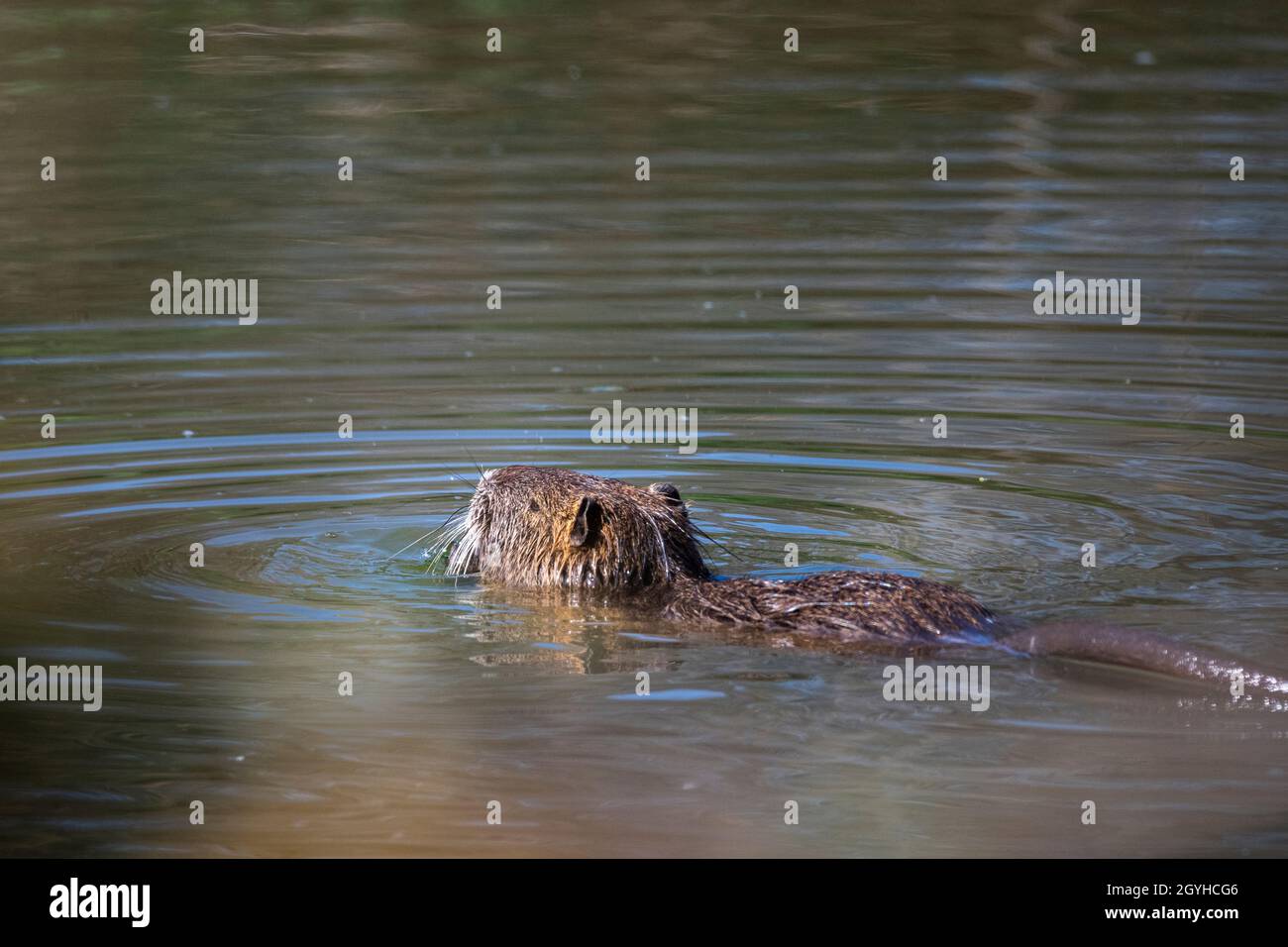 Coypu (Myocastor coypus) in water, an invasive species in Europe Stock ...