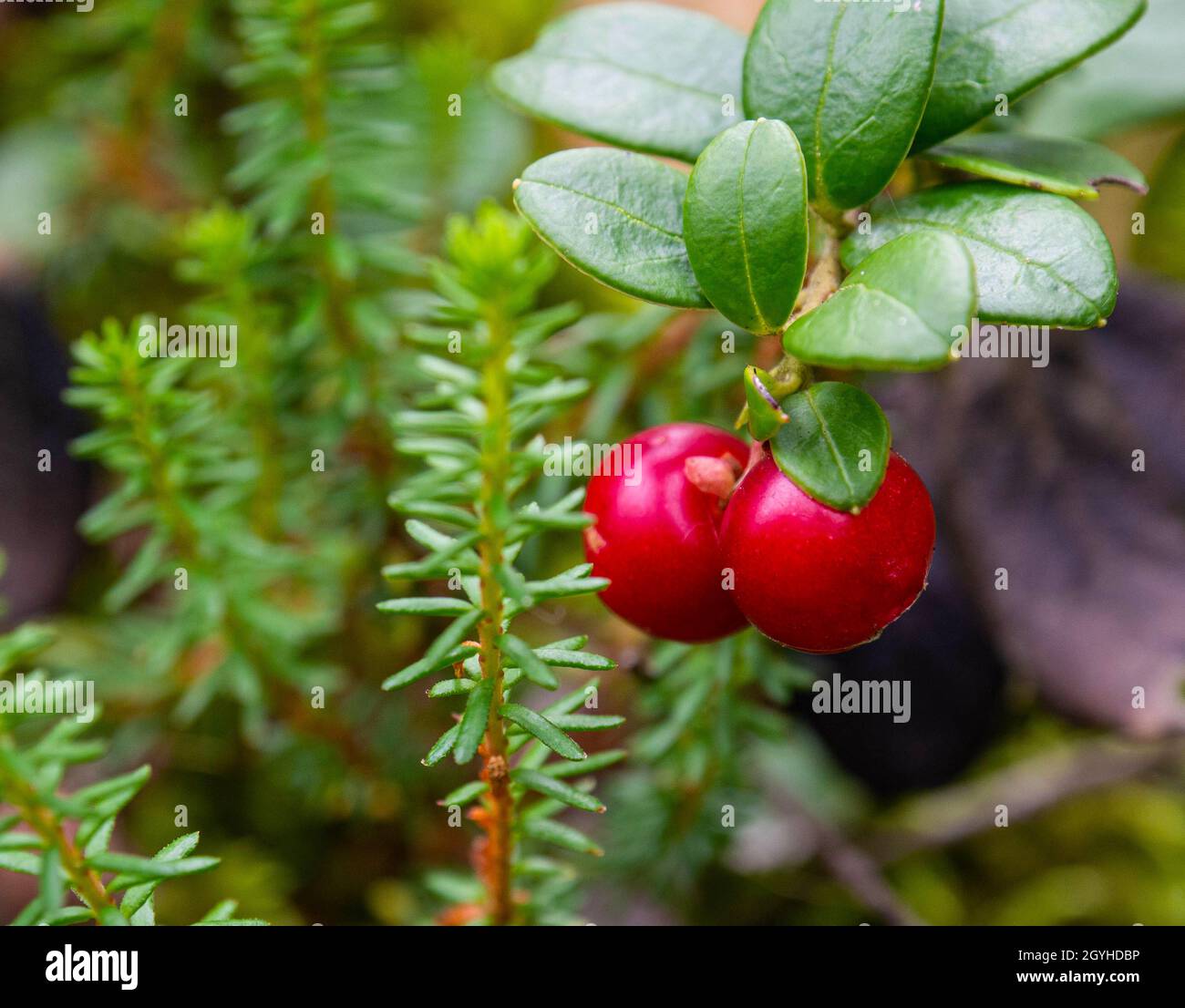 Naturally ripe fruit hi-res stock photography and images - Alamy