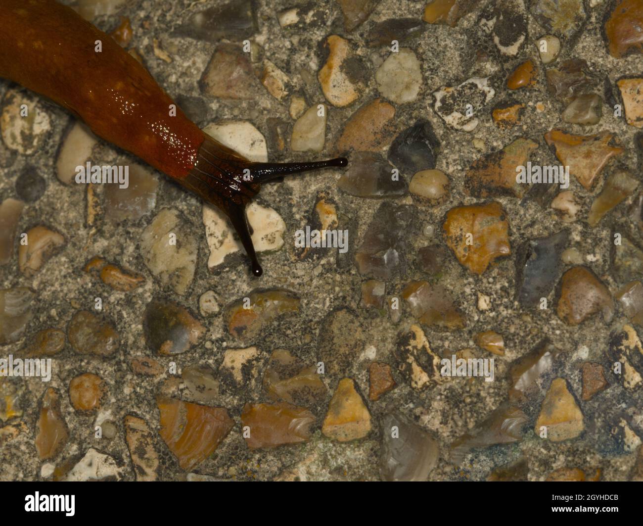 Tiger slugs hi-res stock photography and images - Alamy