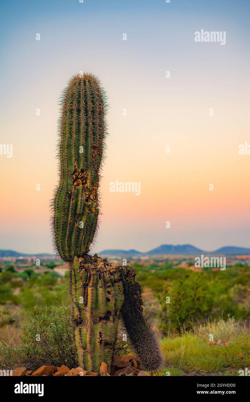 Eucalyptus phoenix hi-res stock photography and images - Alamy