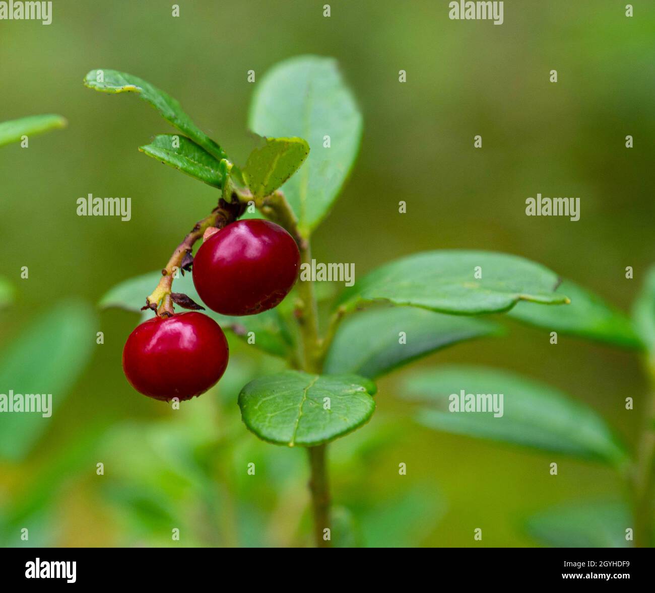 Forest garden fruit hi-res stock photography and images - Alamy
