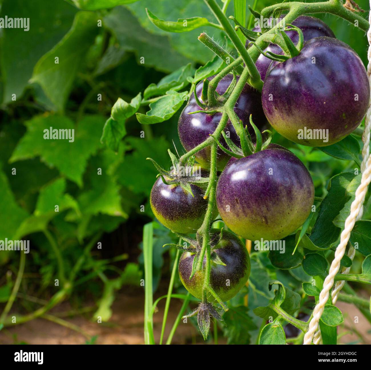 Healthy blue tomatoes tomatoes in the summer garden Stock Photo - Alamy