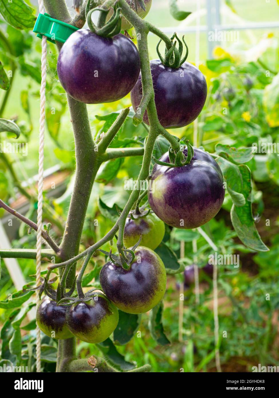 Hanging cherry tomatoes hi-res stock photography and images - Alamy