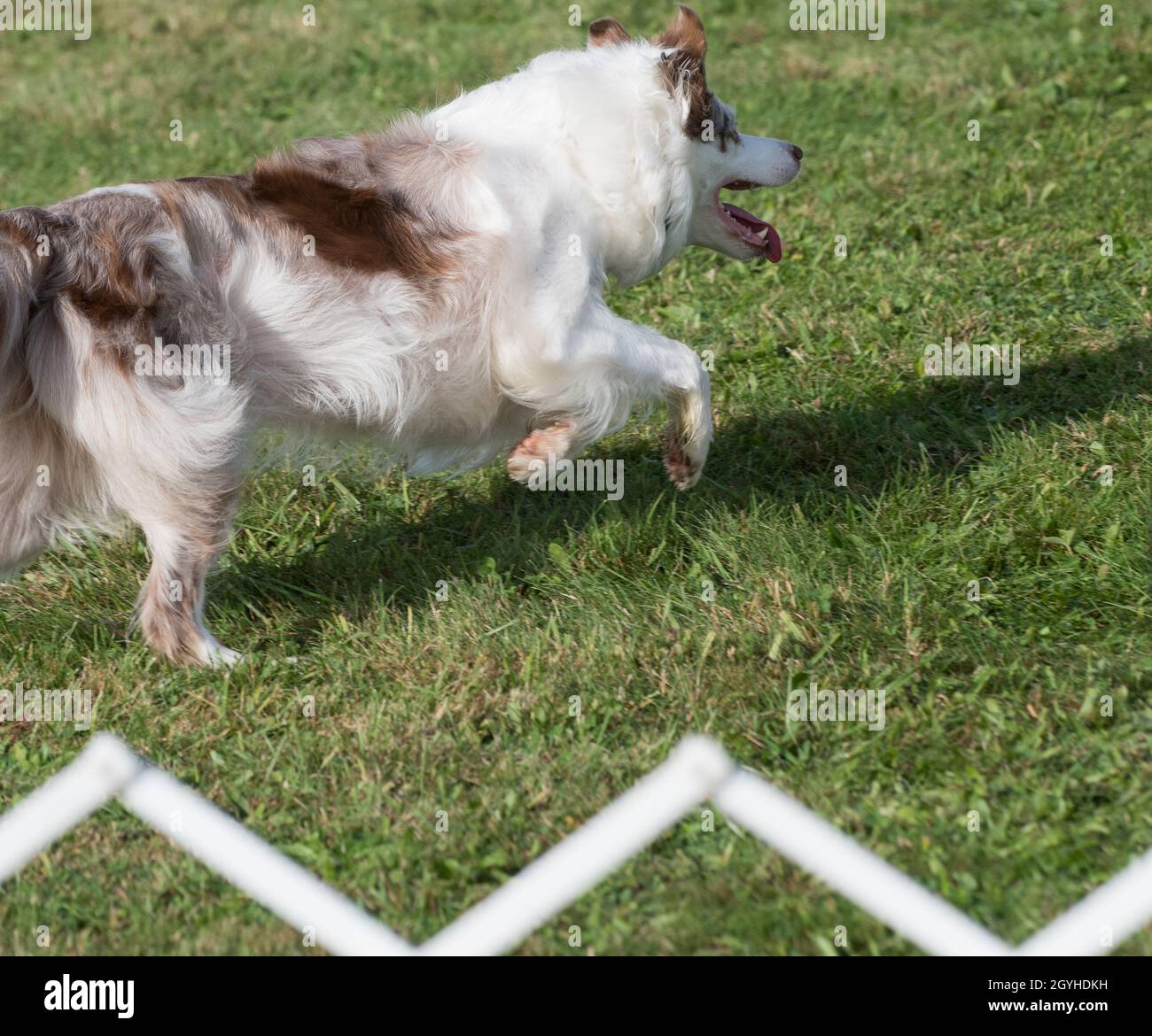 Running australian shepherd hi-res stock photography and images - Alamy