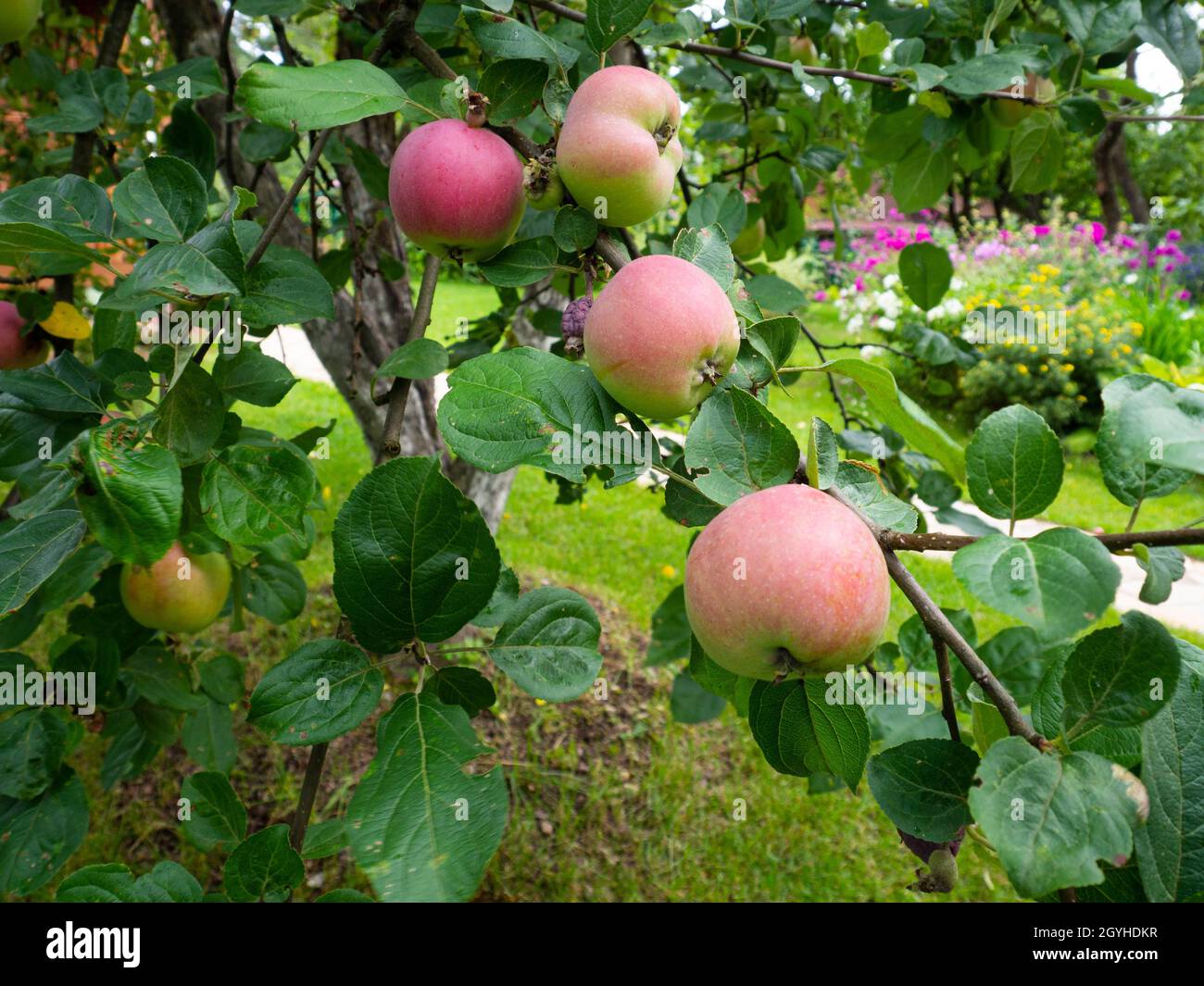 Healthy apple tree hi-res stock photography and images - Alamy