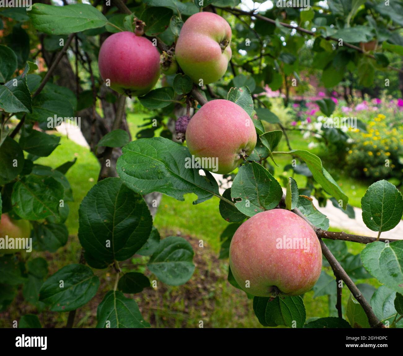 Apple organic tree hi-res stock photography and images - Alamy