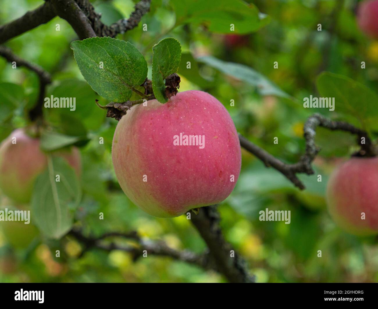 Fresh red apple on a tree branch Stock Photo - Alamy