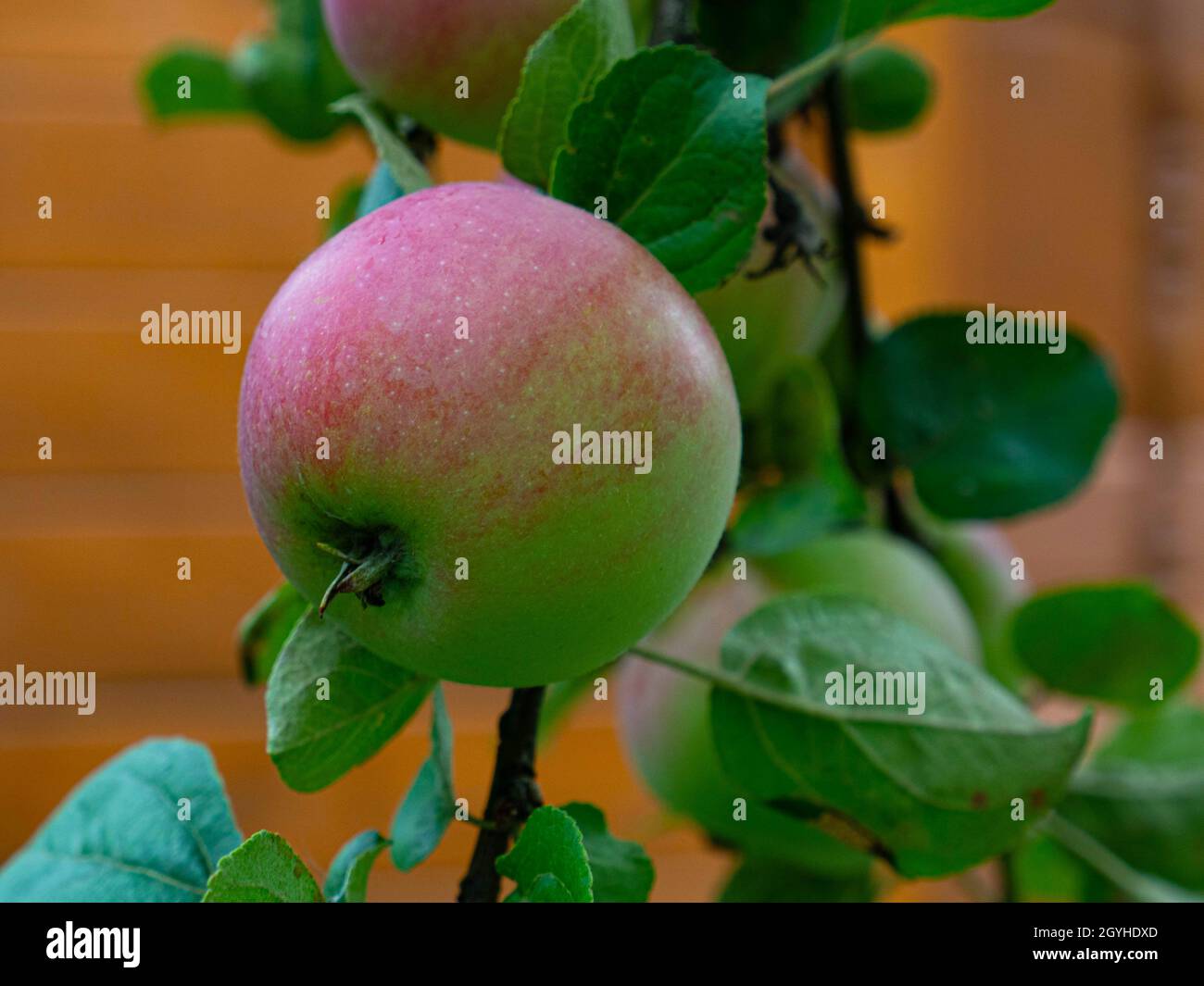 Fresh red apple on a tree branch Stock Photo - Alamy