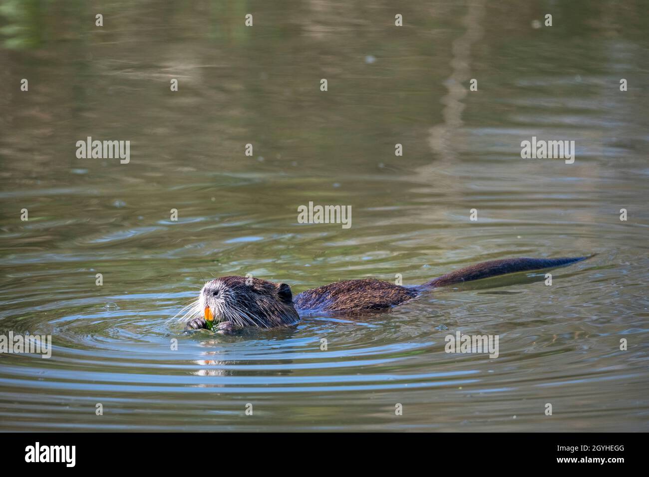 Coypu (Myocastor coypus) in water, an invasive species in Europe Stock ...