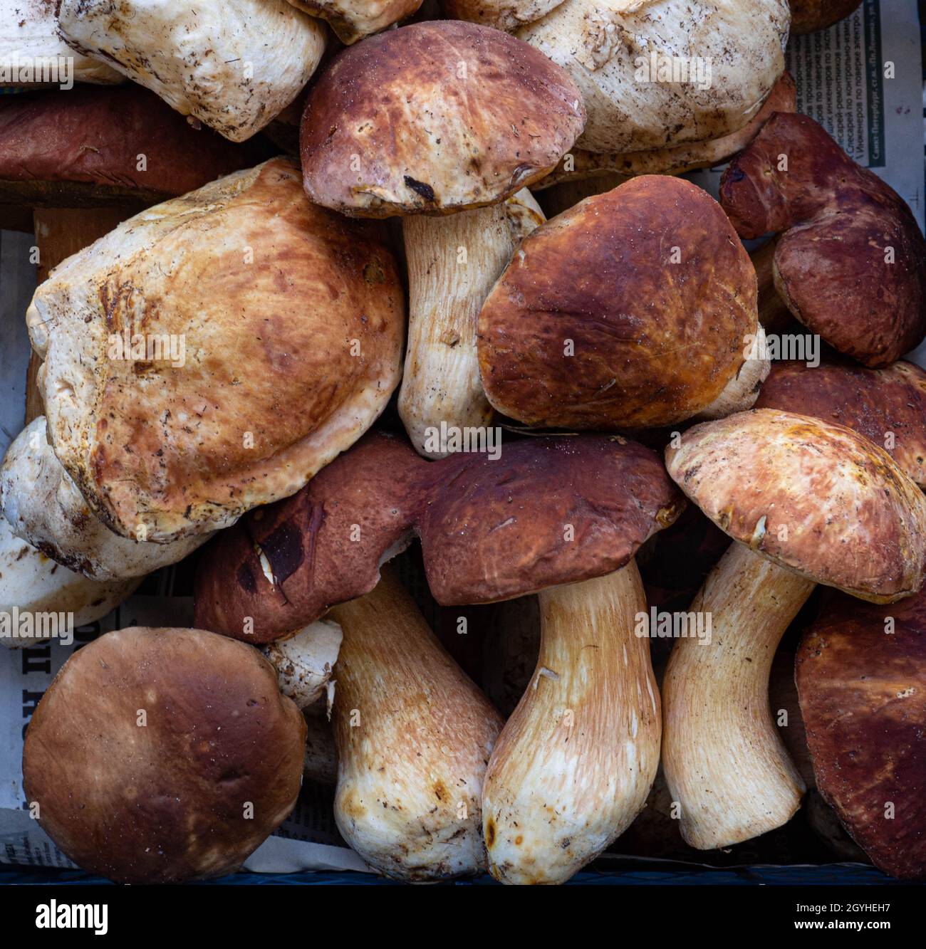 Beautiful boletus edulis mushroom hi-res stock photography and images ...
