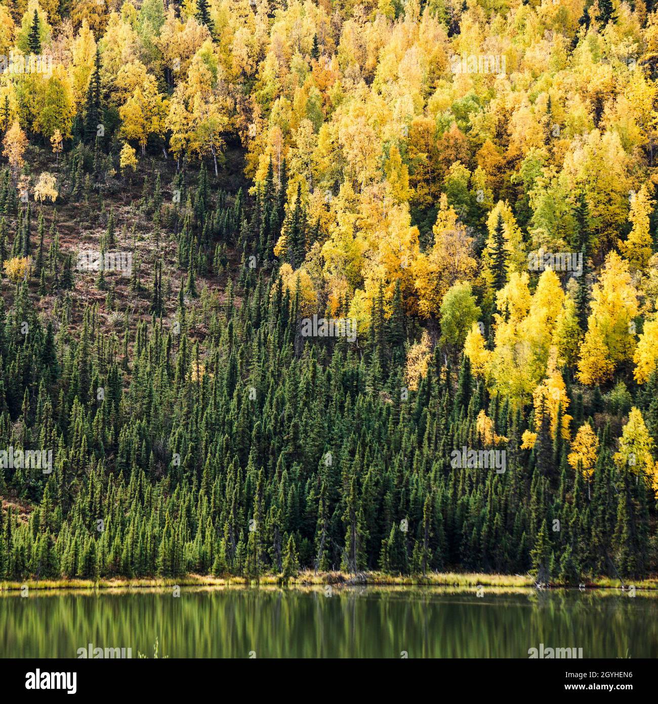Stunning view of a mixed coniferous forest on the lakeshore Stock Photo ...