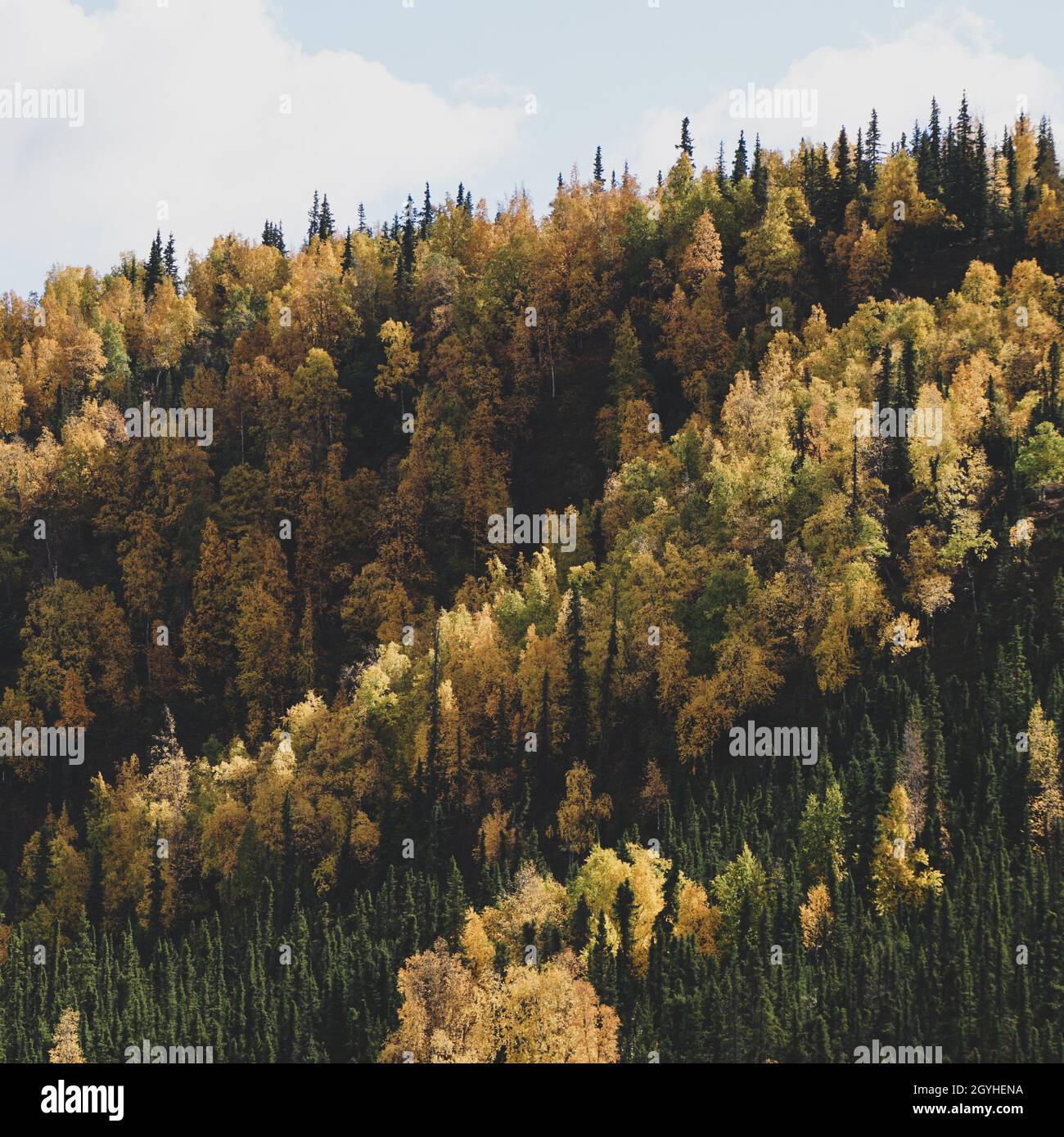 Scenic view of a mixed coniferous forest with iridescent foliage Stock ...