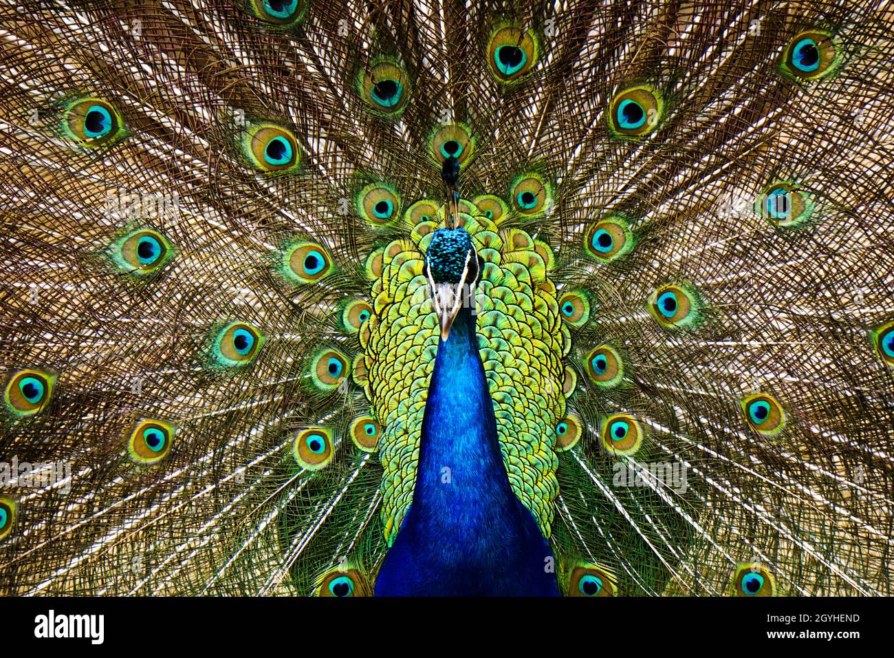 Wild peacock new zealand hi-res stock photography and images - Alamy