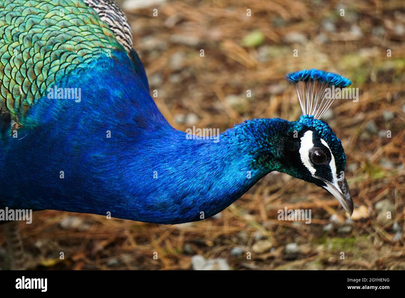 Wild peacock new zealand hi-res stock photography and images - Alamy