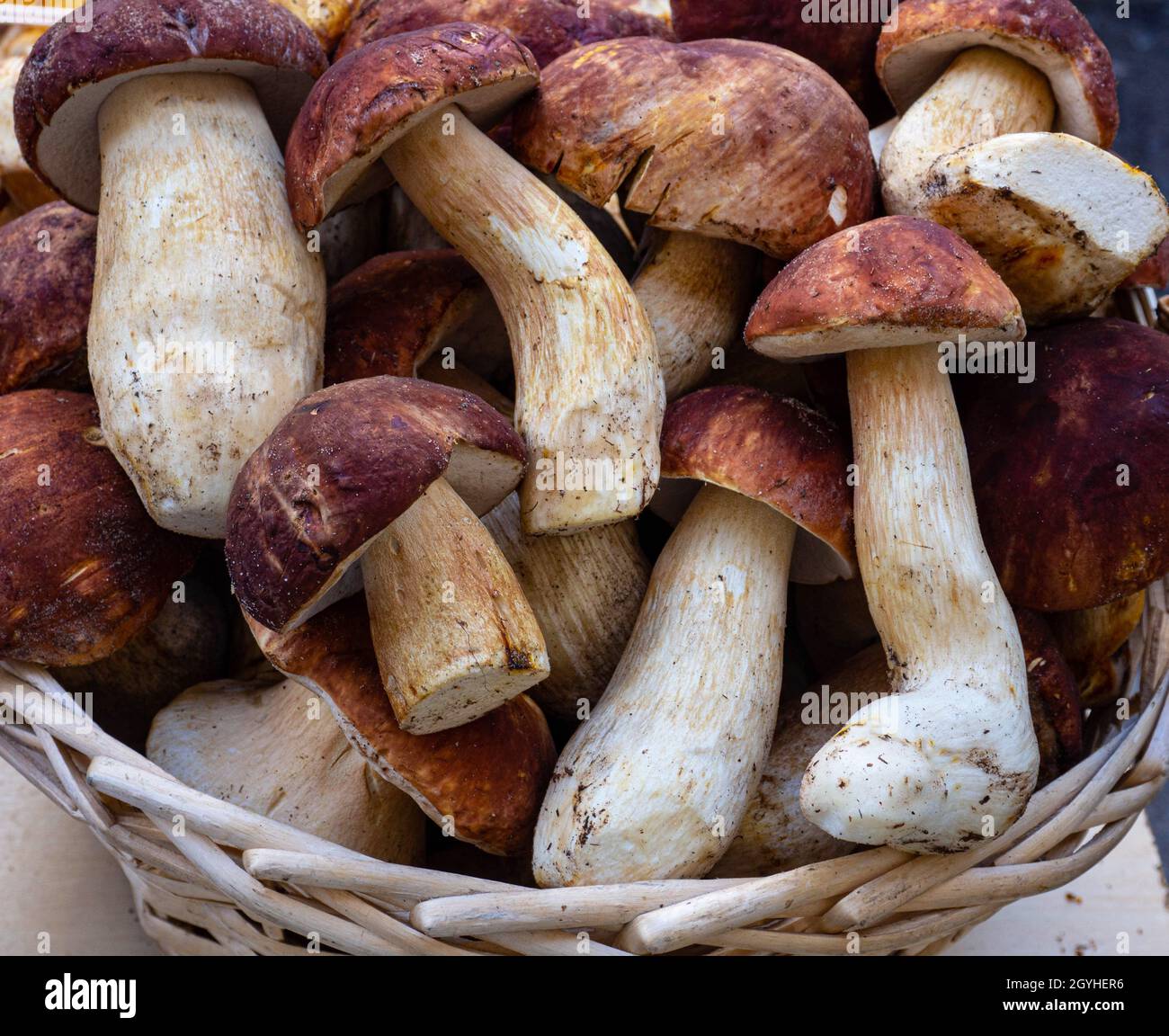 Beautiful white mushroom boletus hi-res stock photography and images ...