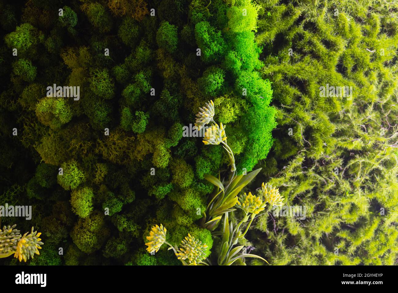 round picture of green decorative moss with LED lighting on the wall ...