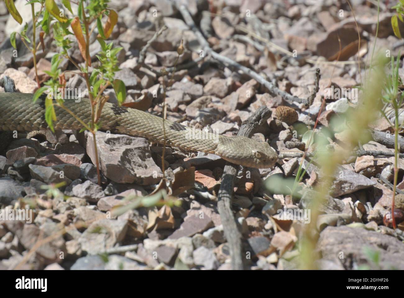 The iguana snake hi-res stock photography and images - Alamy
