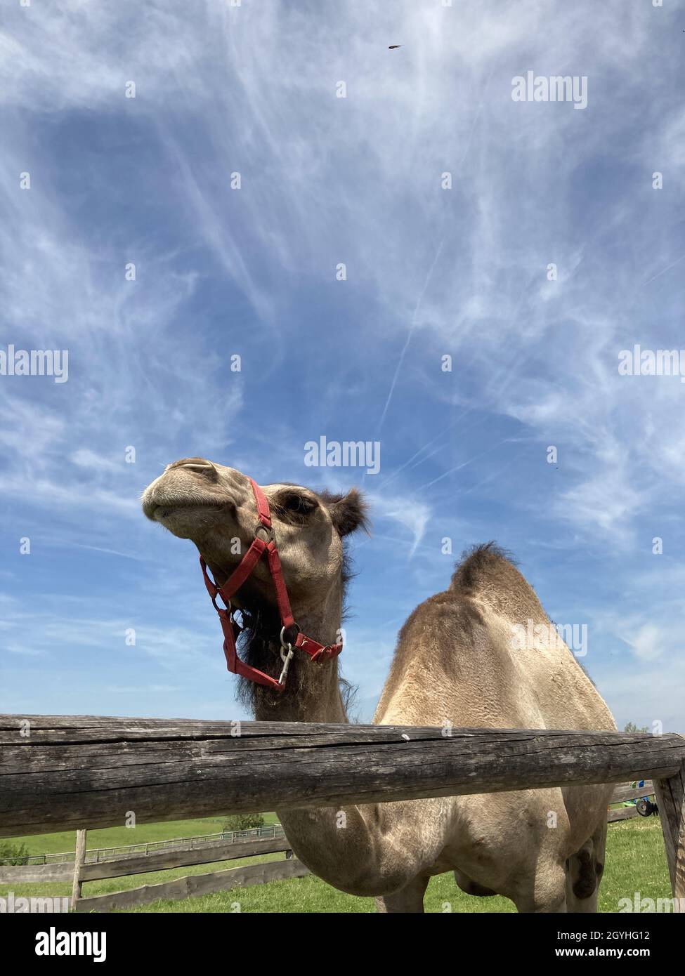 Vertical shot of a camel in a park Stock Photo - Alamy