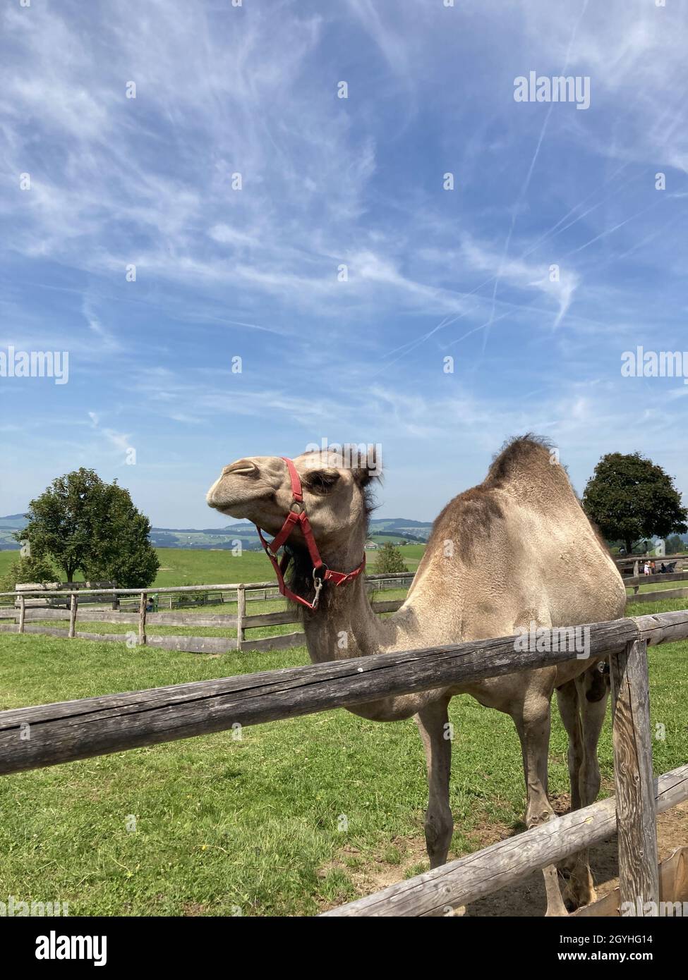 Vertical shot of a camel in a park Stock Photo - Alamy