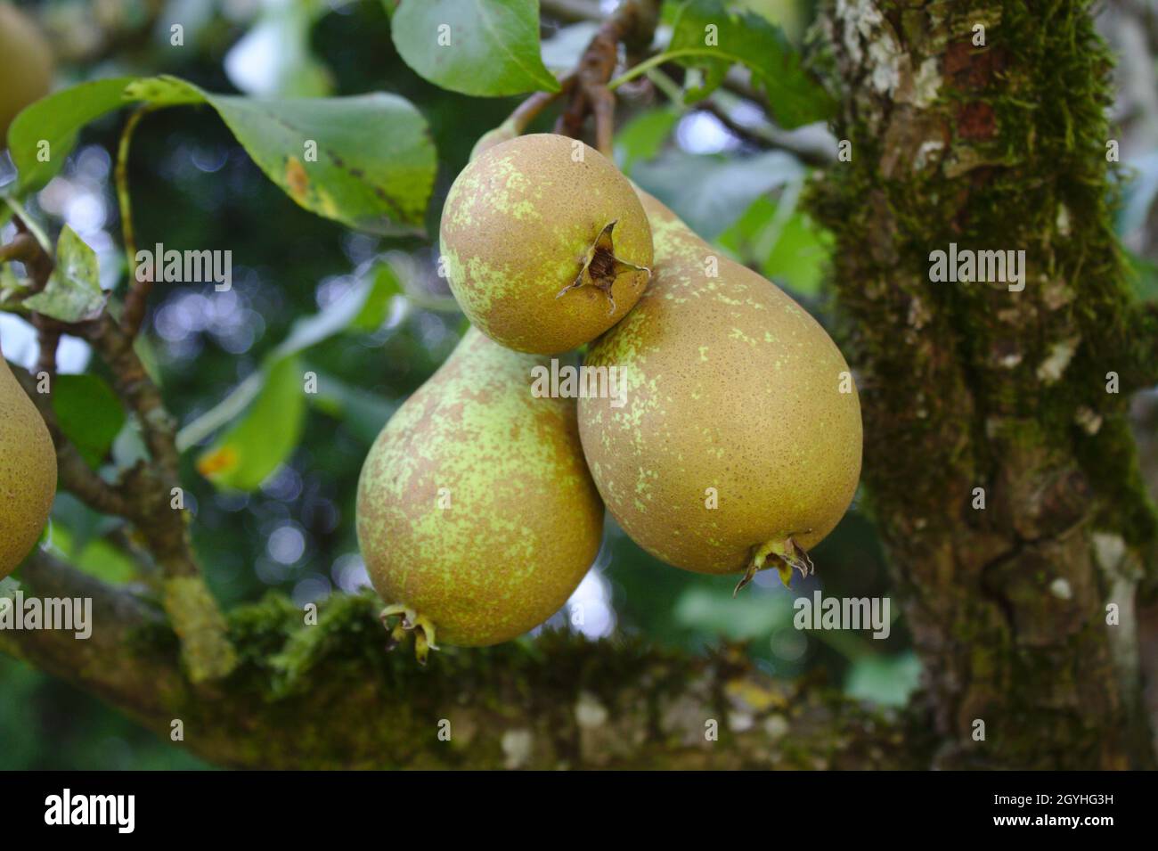 Conference pears on a pear tree Stock Photo - Alamy