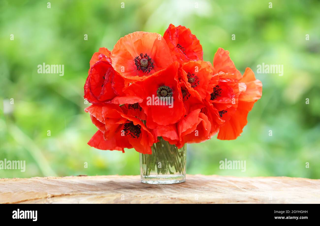 Beautiful bouquet of the red poppy flowers on ree stump outddors ...