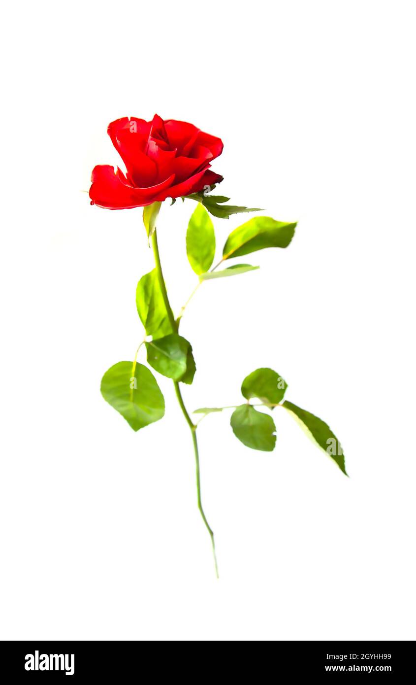 Red rose on white background Stock Photo - Alamy