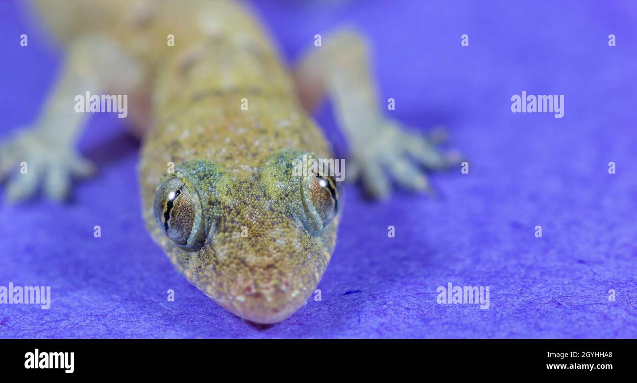 Closeup shot of a Tropical house gecko on a violet surface Stock Photo ...
