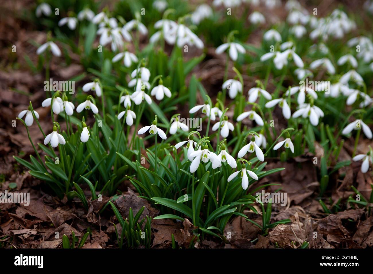 Flowers snowdrops in garden, sunlight. First beautiful snowdrops in ...