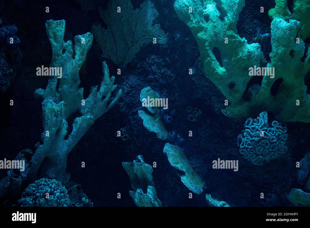 front view closeup of dark coral reef formation on the ocean floor ...