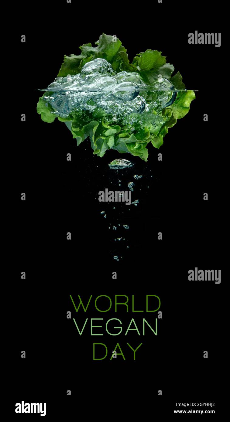 Fresh leafy green head of lettuce floating in clear clean water with ...