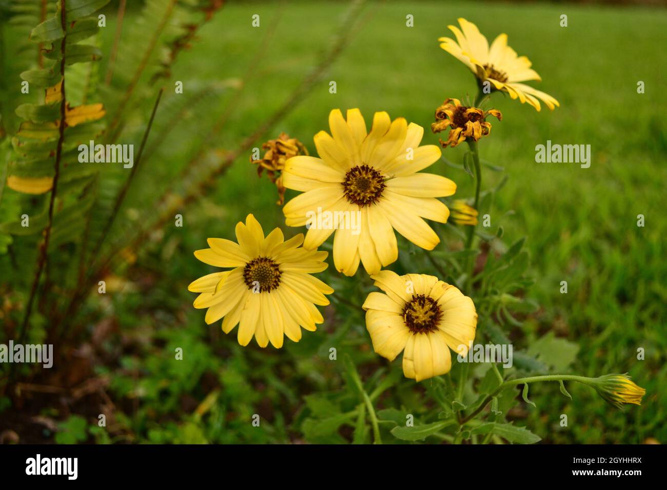 Horizontal shot of yellow daisies on a green grass background Stock ...