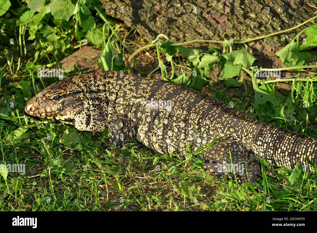 Horizontal shot of a gold tegu on vegetated land Stock Photo - Alamy