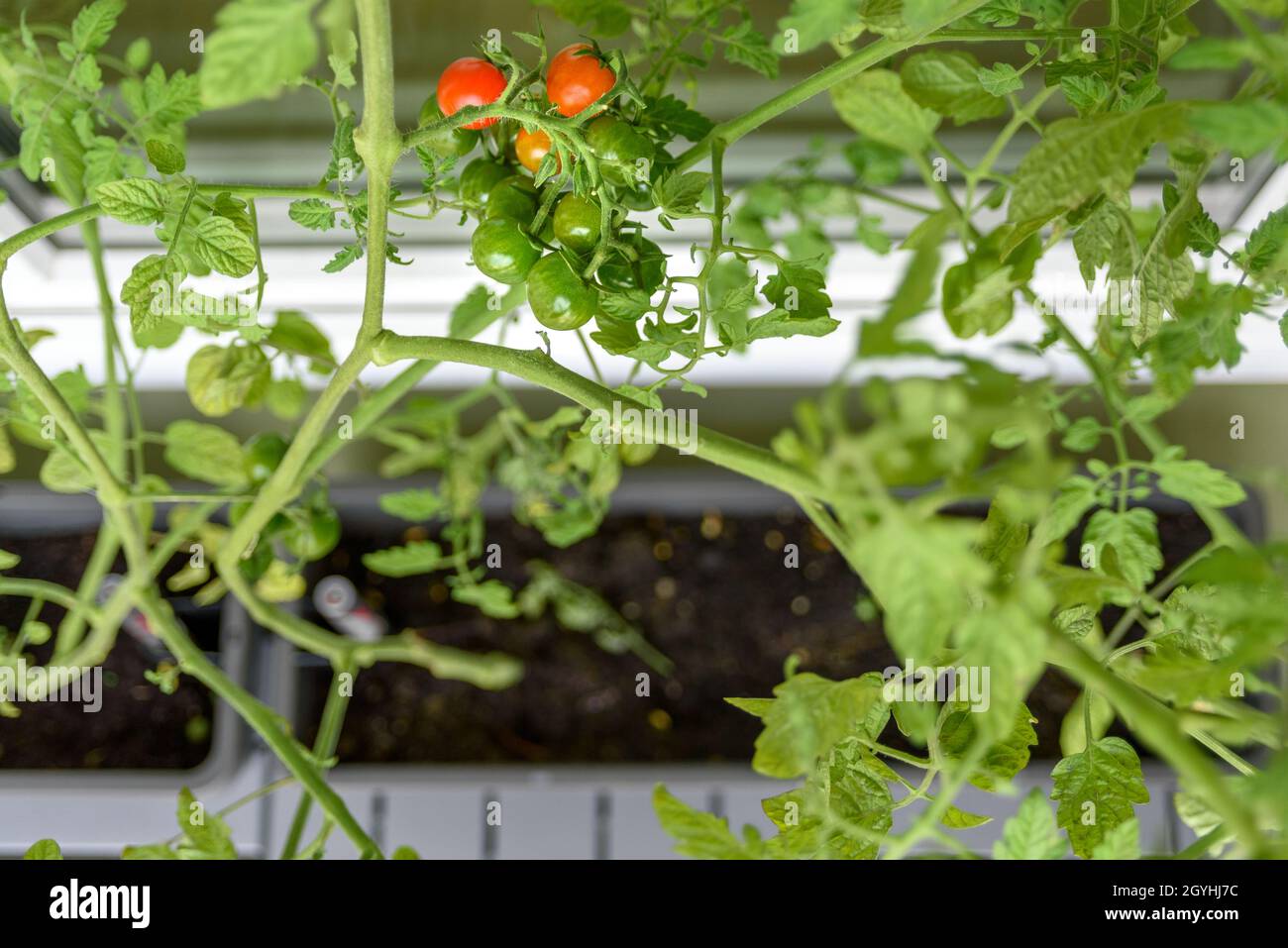 Growing cherry tomatoes in plant pots at home on balcony or terrace Stock Photo - Alamy