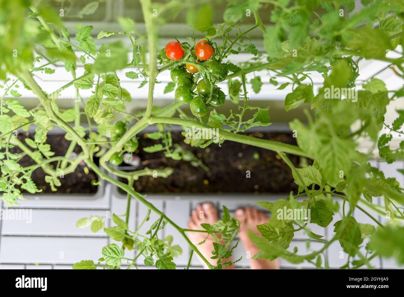 Growing cherry tomatoes in plant pots at home on balcony or terrace Stock Photo - Alamy