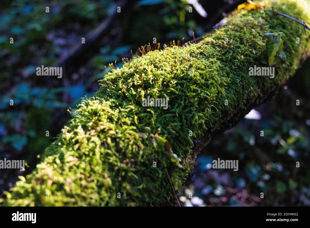 Closeup shot of a mossy log in a forest Stock Photo - Alamy